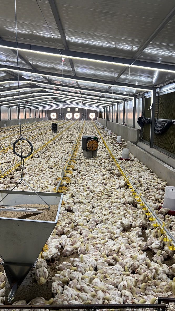 Estera Farms - Premium Poultry Products in UAE | Al Ain